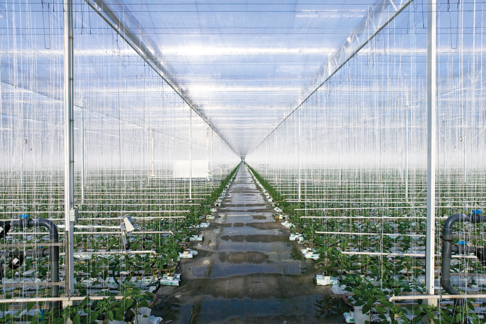 OCAP levert zuivere CO2 aan glastuinbouwers via een pijpleiding | OCAP